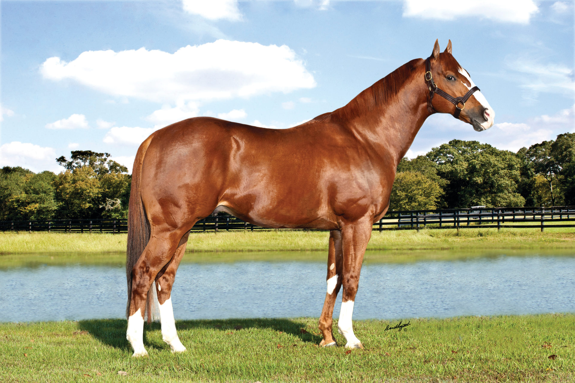 Shining First Dash – Equine Reproduction Laboratory