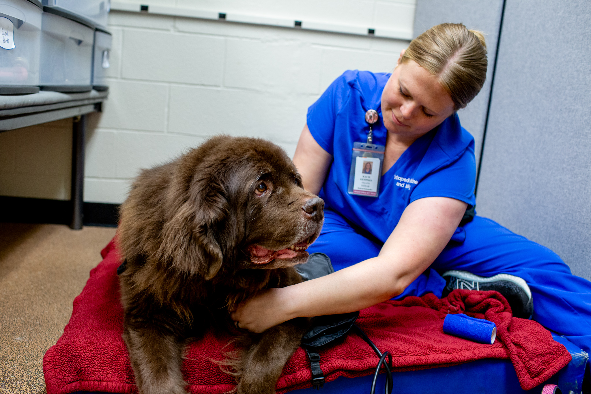 A comprehensive approach to improving mobility for pets – Veterinary ...