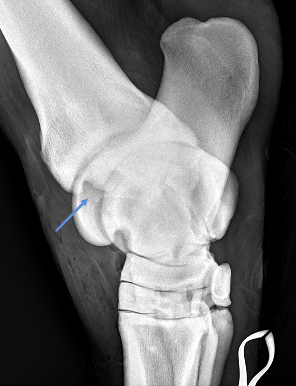 Osteochondritis dissecans in horses – Veterinary Teaching Hospital