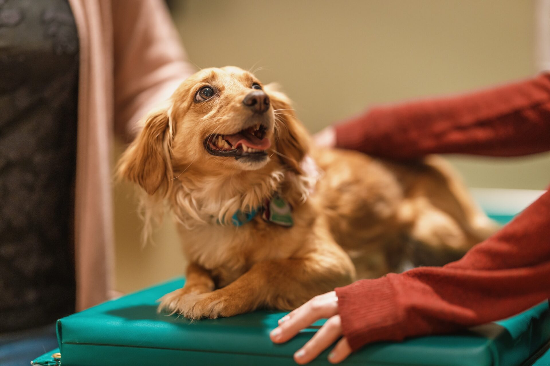Master of Science in Veterinary Clinical Care – College of Veterinary ...